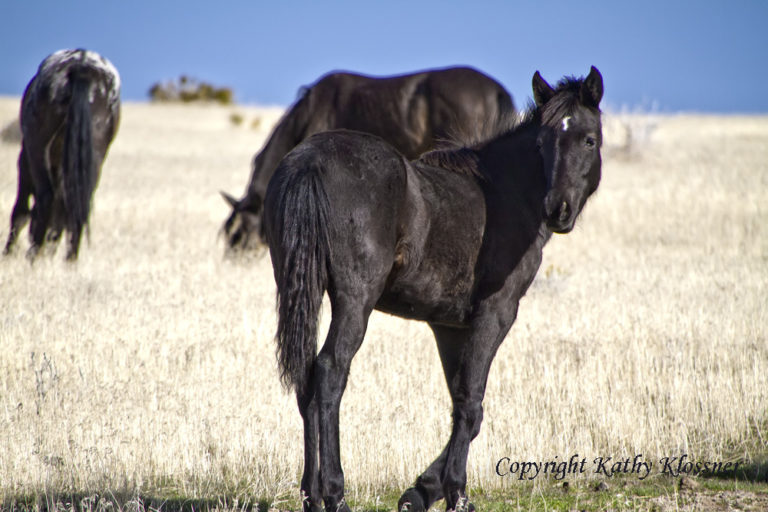 Black Yearling Foals - Wild Black Horse