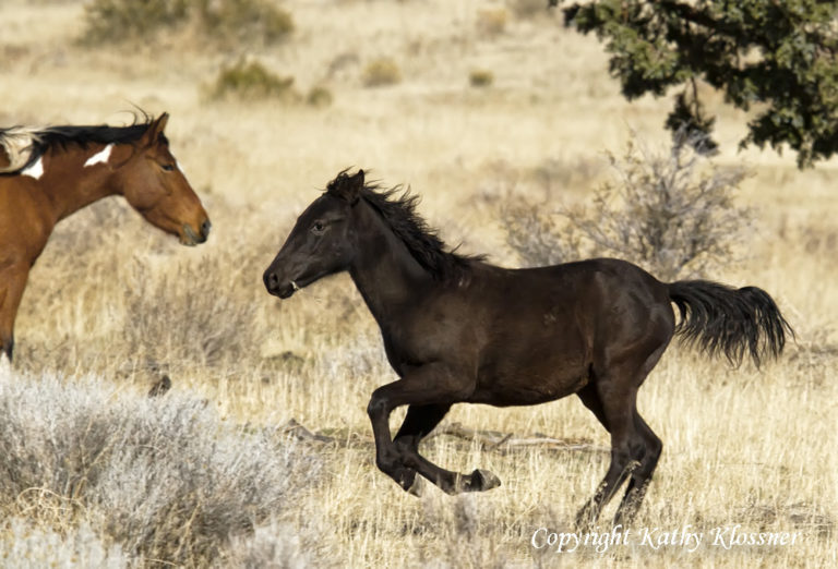 Black Yearling Foals - Wild Black Horse