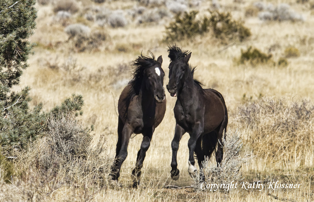 Black Stallion Horses | Wild Black Horse