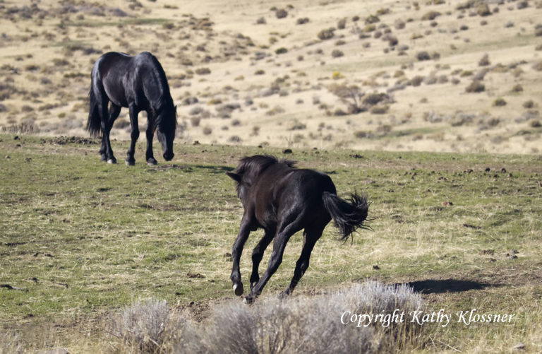 Black Yearling Foals - Wild Black Horse