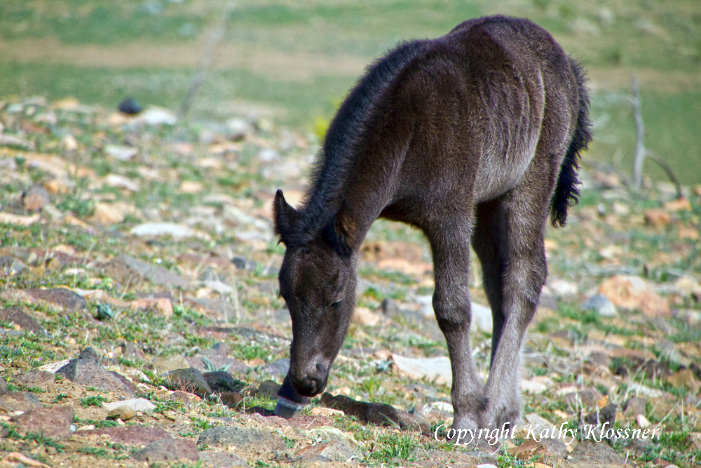 Black Newborn Foal